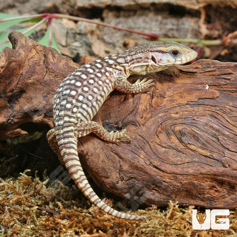 Monitors & Tegus Archives - UGR Wholesale