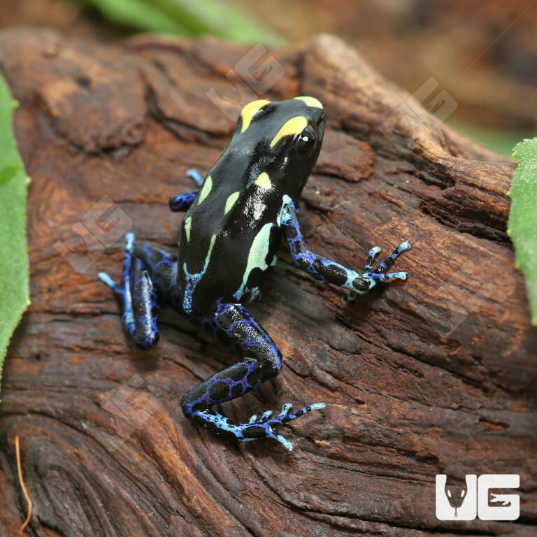 Amphibians Archives - UGR Wholesale