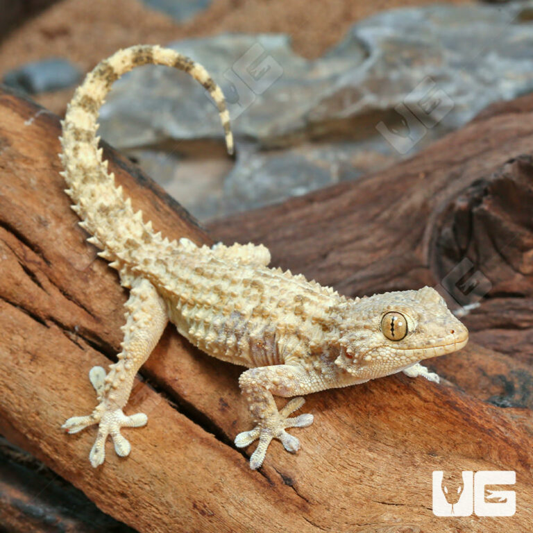 Geckos Archives - UGR Wholesale
