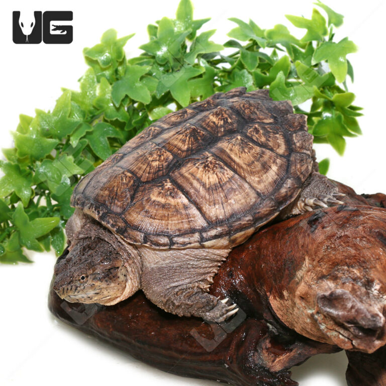 Wholesale Reptiles, Amphibians, Inverts & More - UGR Wholesale