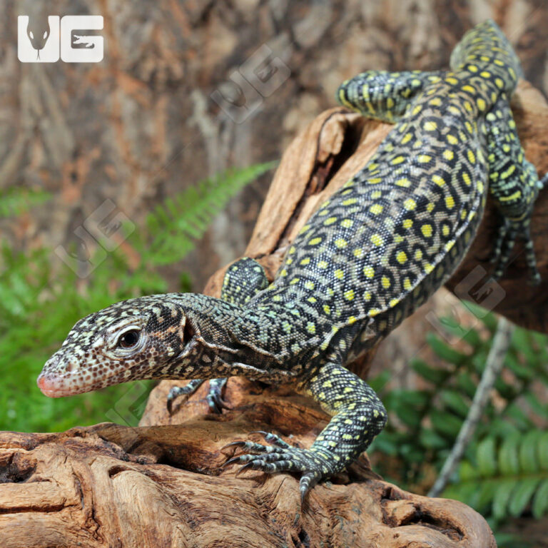 Monitors & Tegus Archives - UGR Wholesale