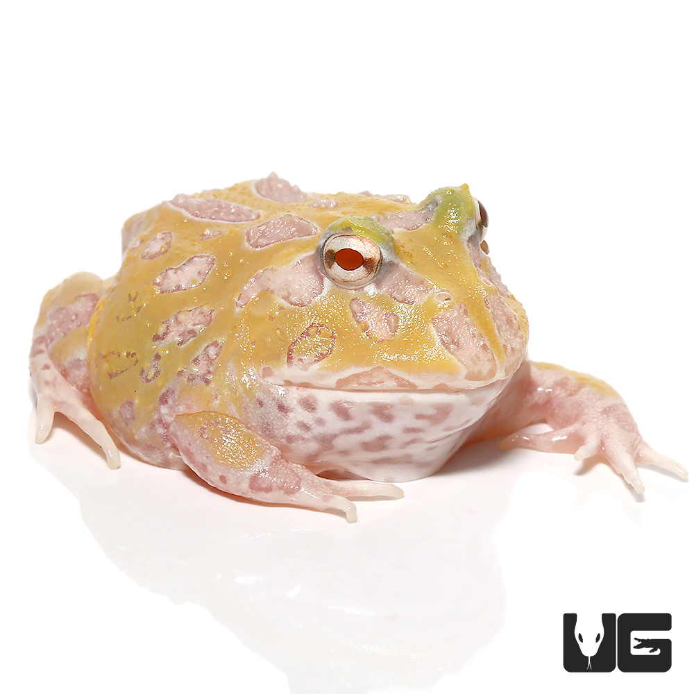 Wholesale Reptiles, Amphibians, Inverts & More - UGR Wholesale