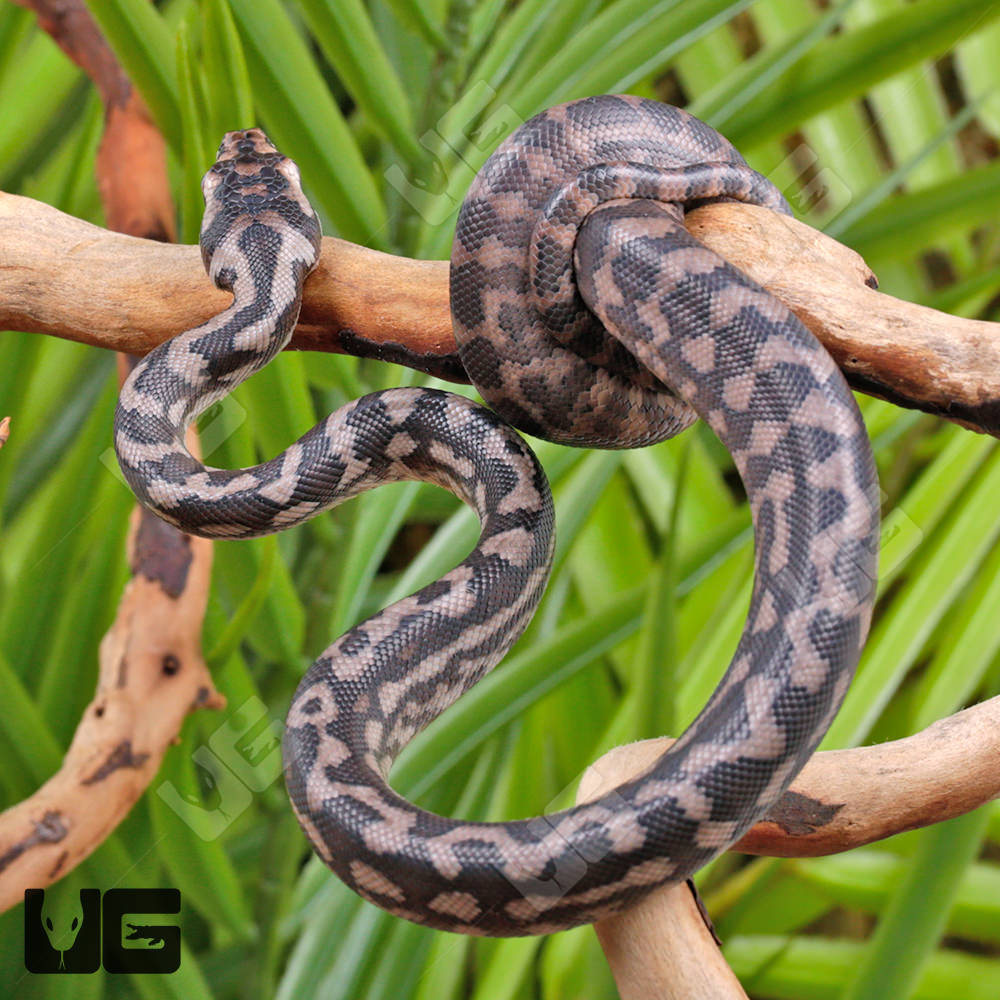 Other Pythons Archives - UGR Wholesale