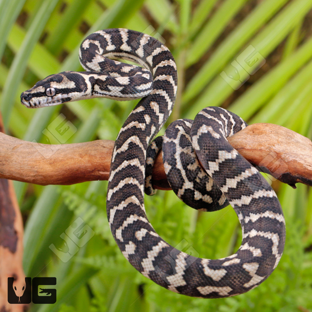 Other Pythons Archives - UGR Wholesale