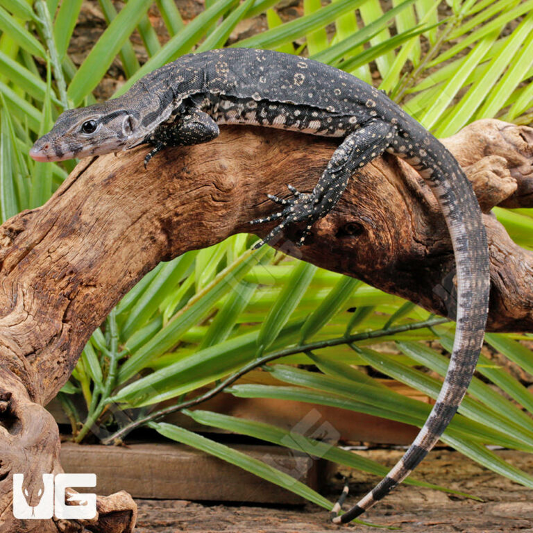 Monitors & Tegus Archives - UGR Wholesale