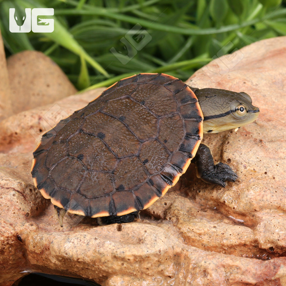 Turtles Archives - UGR Wholesale