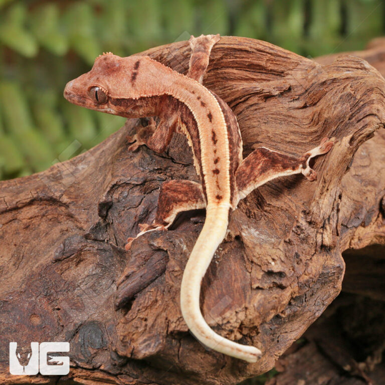 Geckos Archives - UGR Wholesale