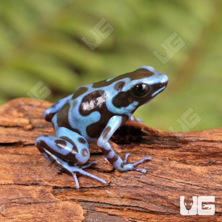 Amphibians Archives - UGR Wholesale