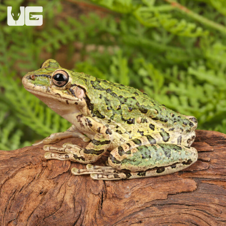 Amphibians Archives - UGR Wholesale