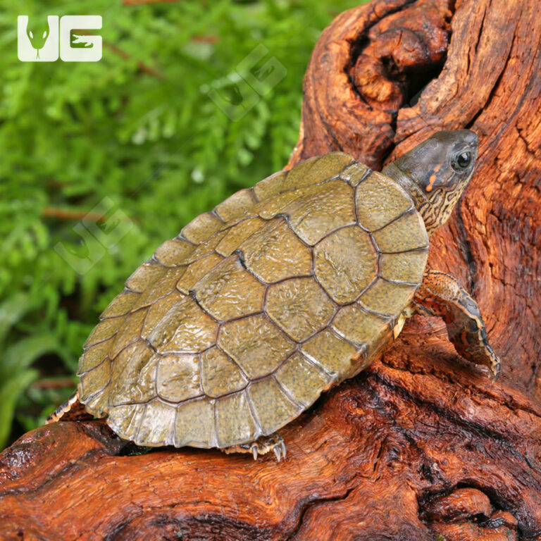 Turtles Archives - UGR Wholesale