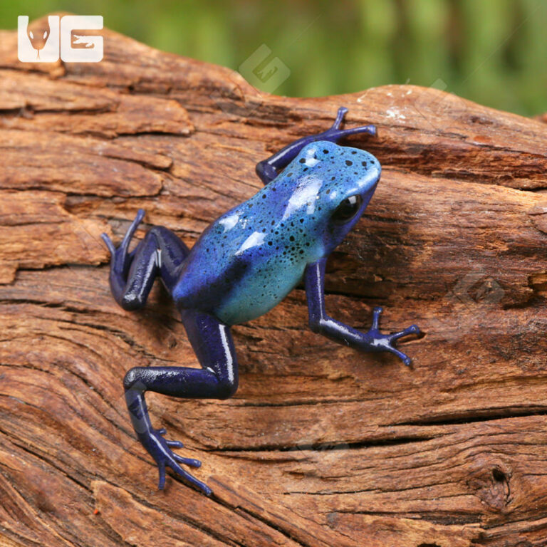 Amphibians Archives - UGR Wholesale