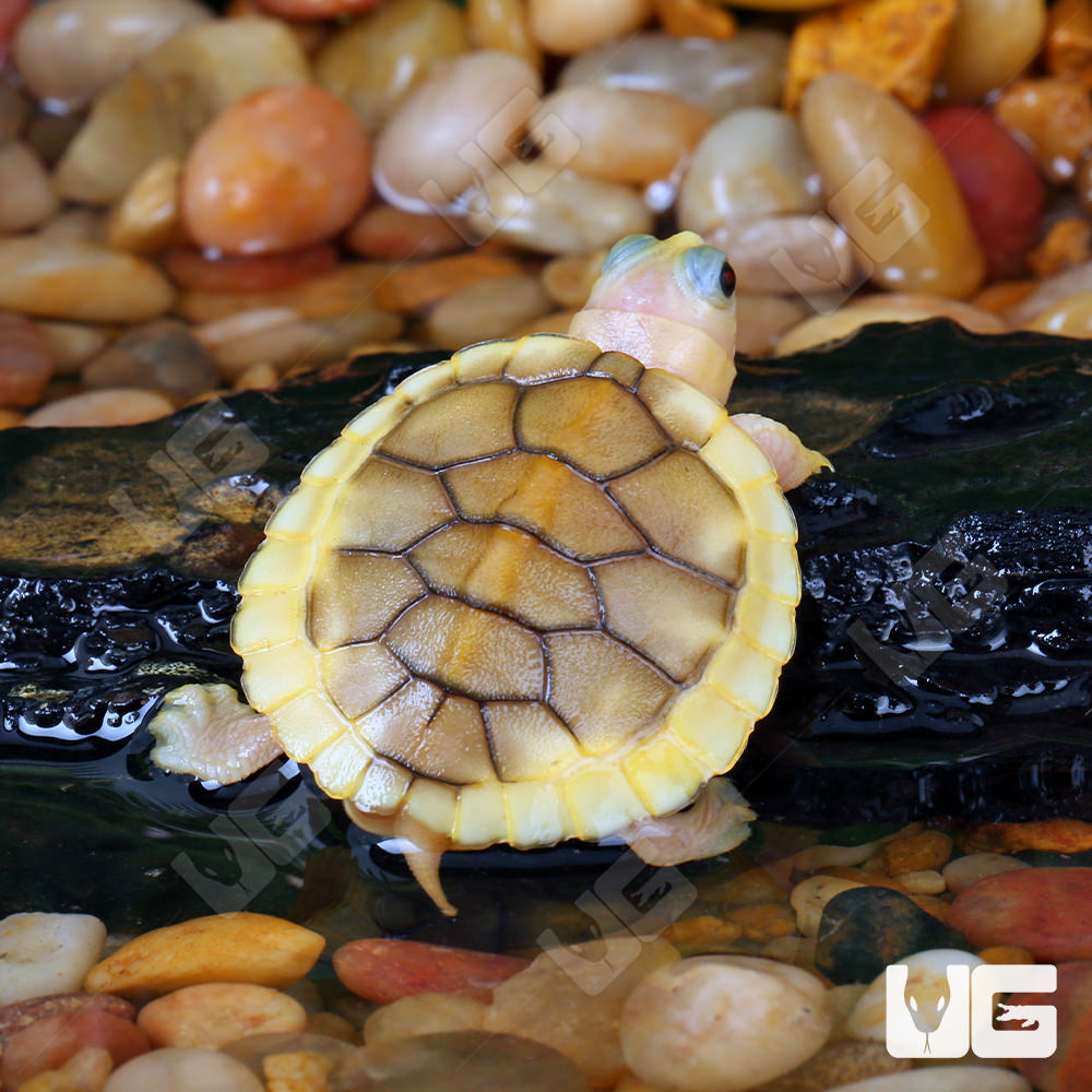 Baby Red Ear Slider Turtle - UGR Wholesale