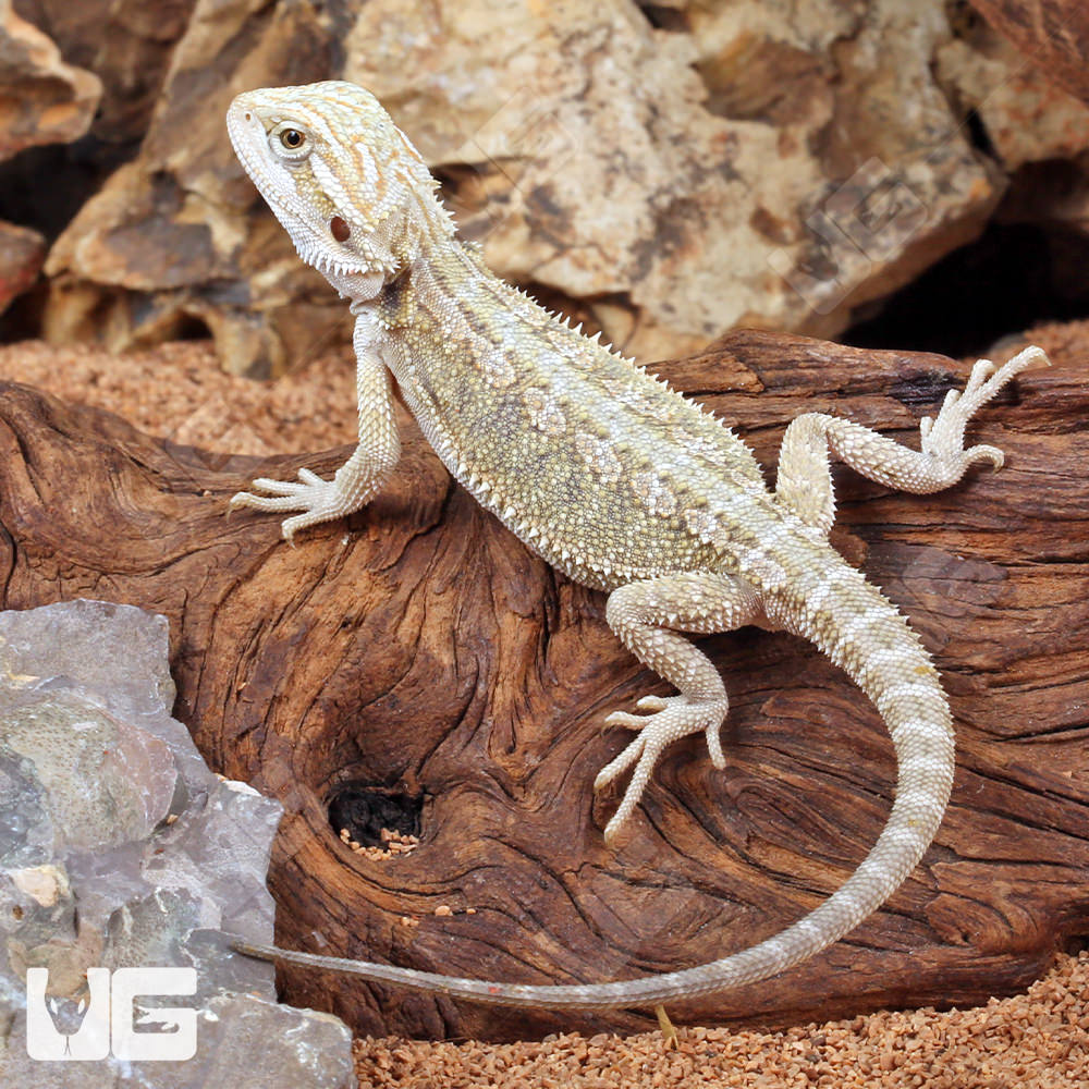 Baby Hypo Citrus Bearded Dragon (4 - 5") - UGR Wholesale