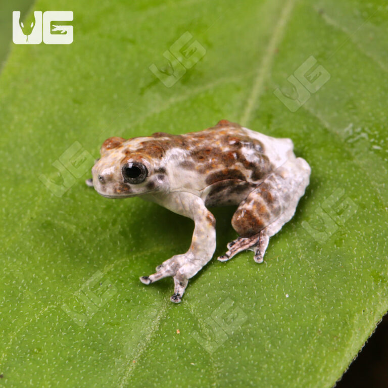 Amphibians Archives - UGR Wholesale
