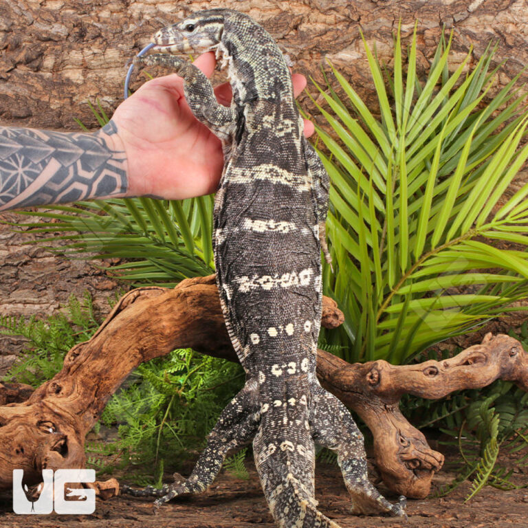 Monitors & Tegus Archives - UGR Wholesale