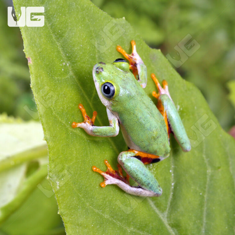 Amphibians Archives - UGR Wholesale
