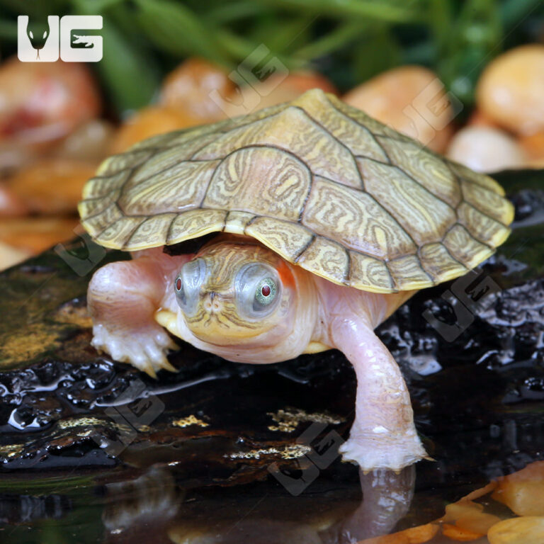 Baby Red Ear Slider Turtle - UGR Wholesale
