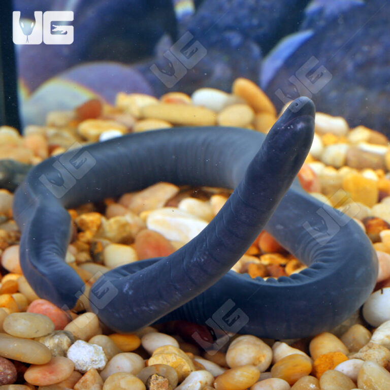 Amphibians Archives - UGR Wholesale