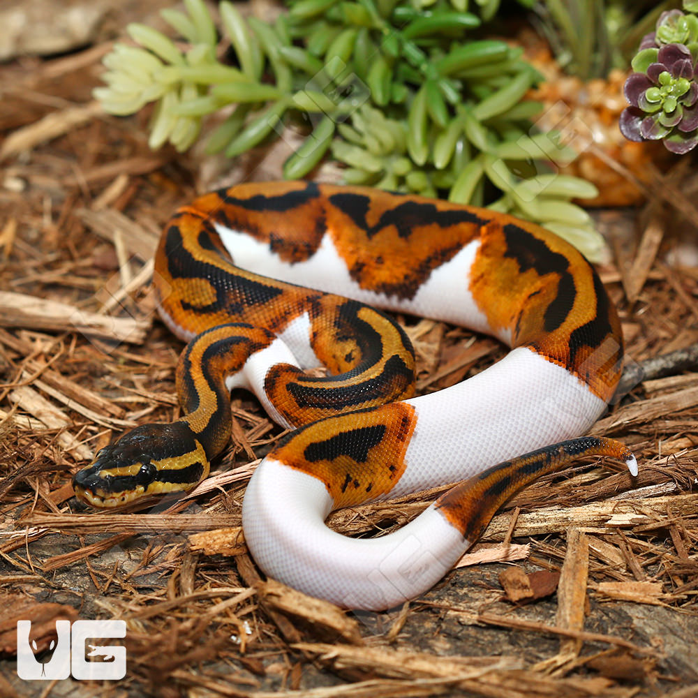 Baby Pied Ball Python - UGR Wholesale
