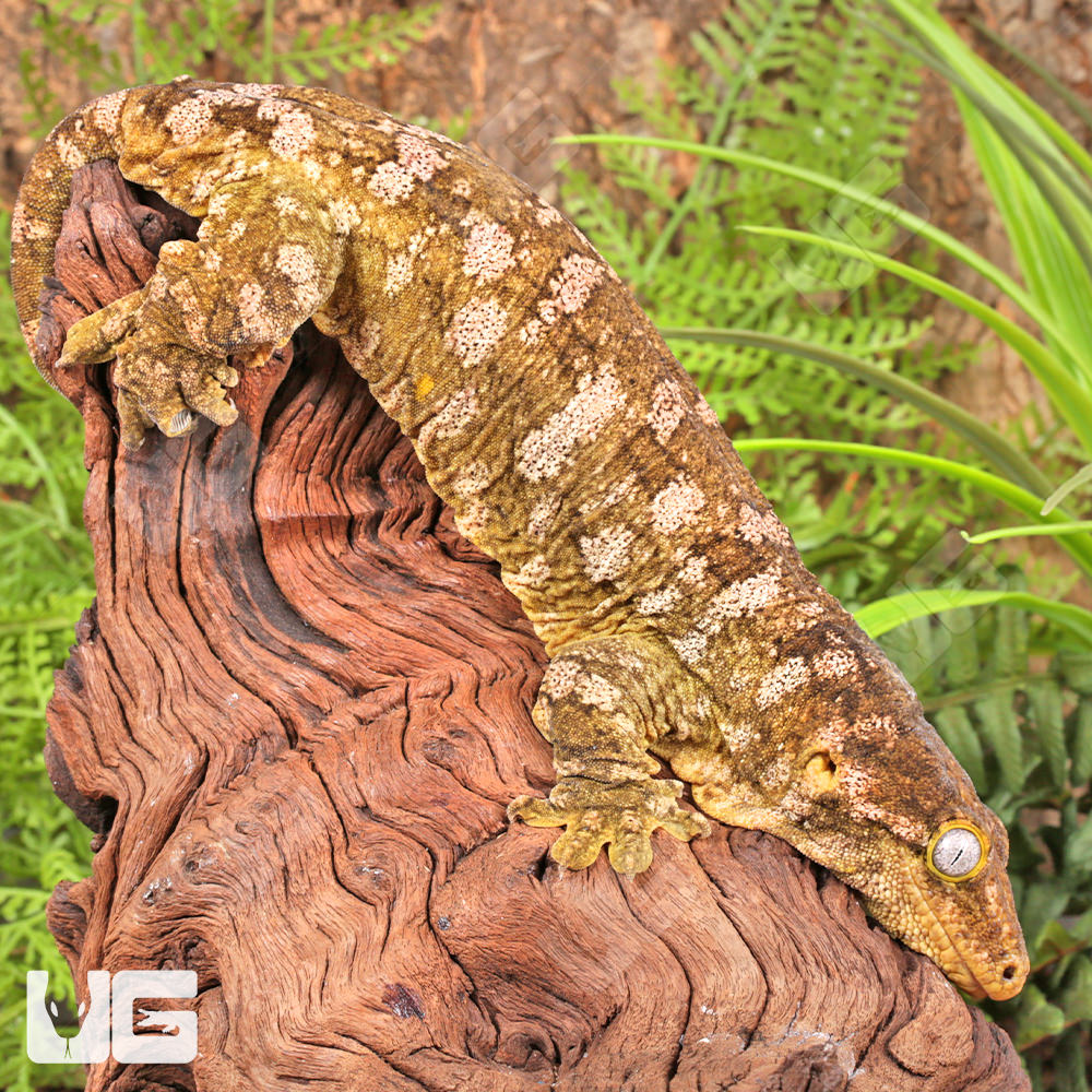 Female Pine Island Leachianus Gecko #10 - UGR Wholesale