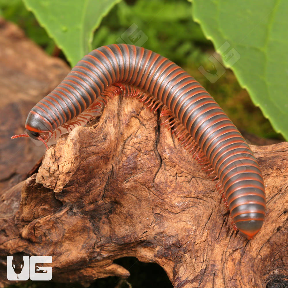 American Giant Millipede - UGR Wholesale