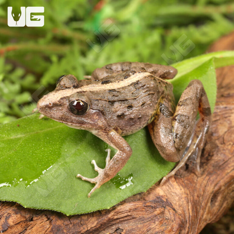 Asian Rice Frog - UGR Wholesale