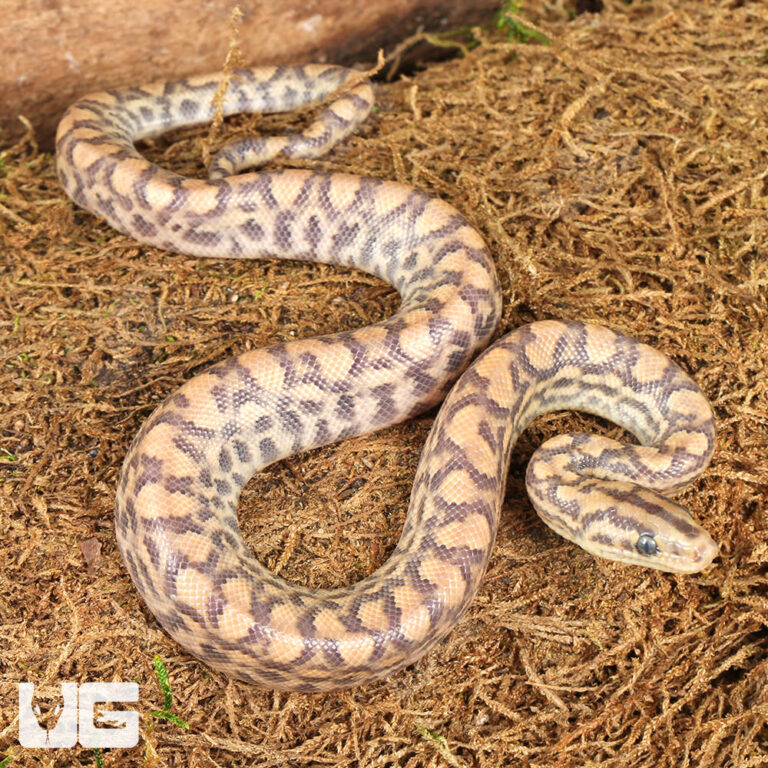 Baby Paradigm Colombian Rainbow Boa - UGR Wholesale