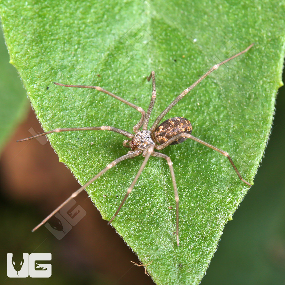 Northern Violin Spider - UGR Wholesale