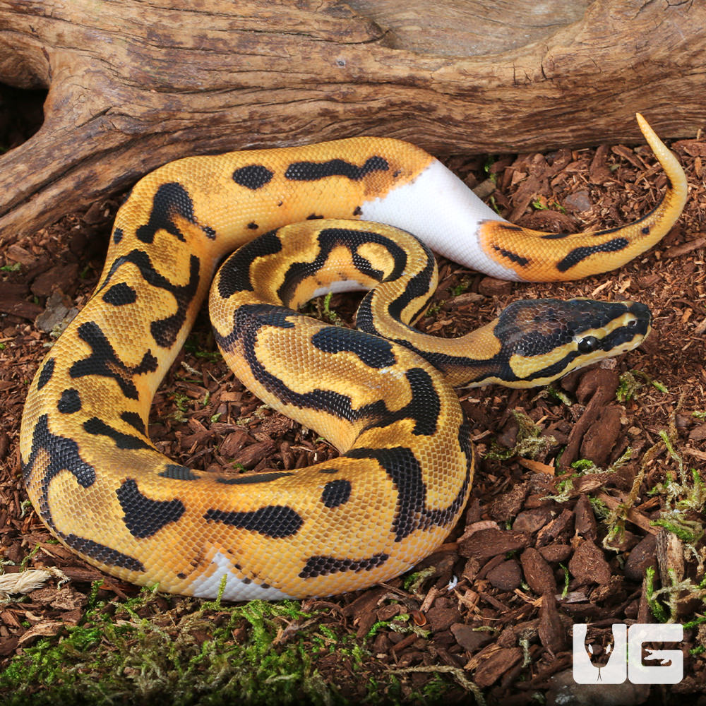 Baby Orange Dream Chocolate Pied Ball Python - UGR Wholesale